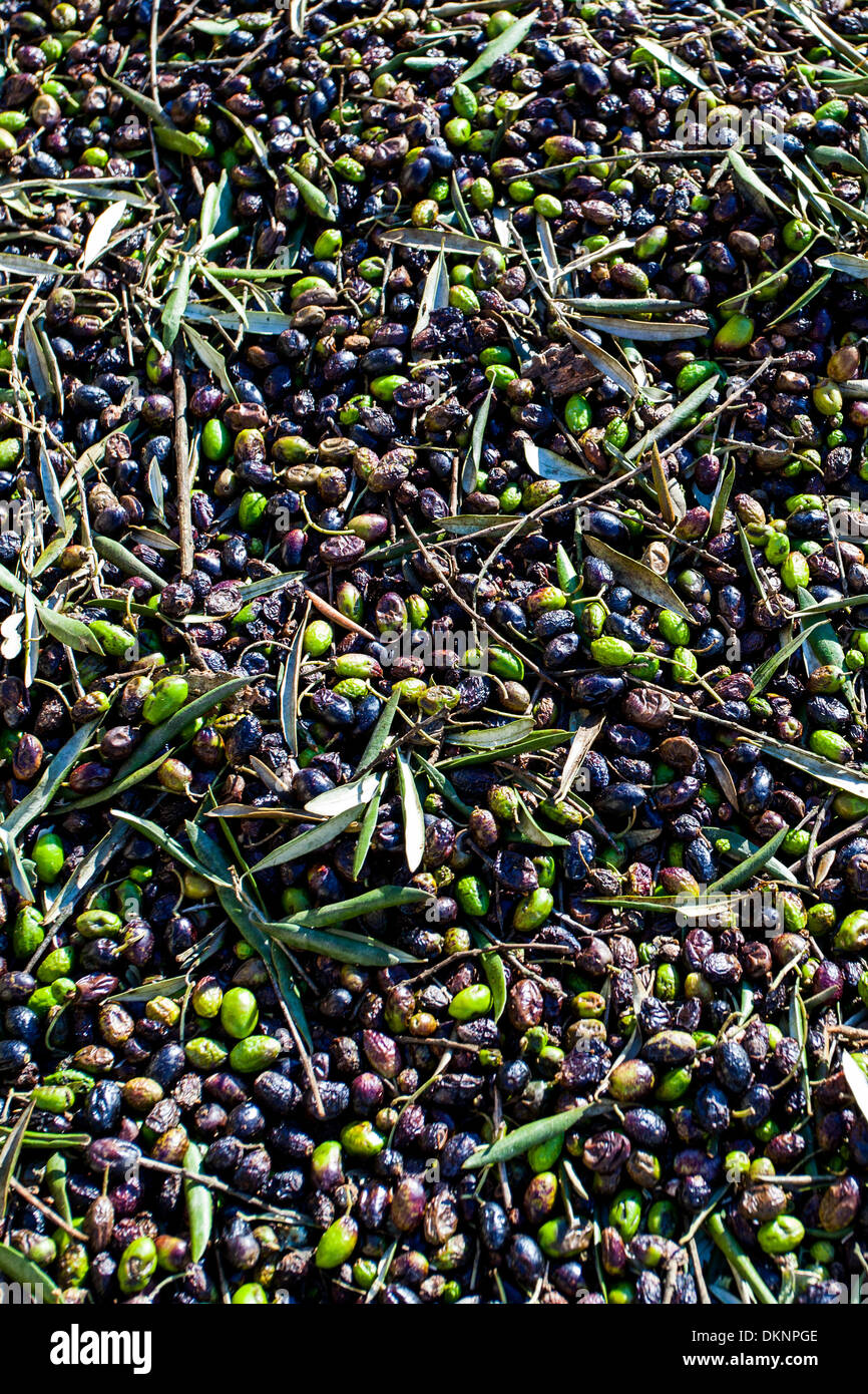 Olives freshly harvested from the tree laying on the ground Stock Photo ...
