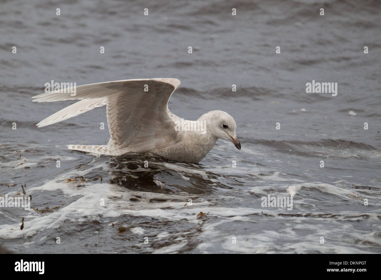 First winter Iceland Gull Larus glaucoides, Shetland, Scotland, UK ...