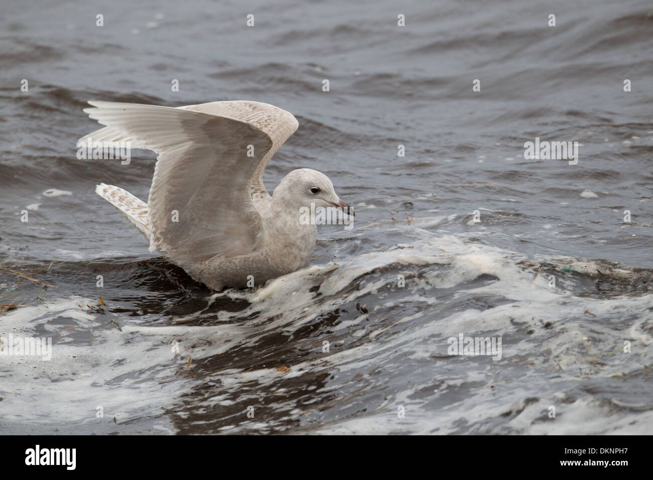 First winter Iceland Gull Larus glaucoides, Shetland, Scotland, UK ...