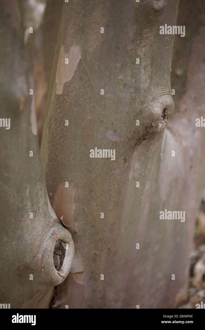 Tree bark on a tree trunk hi-res stock photography and images - Alamy