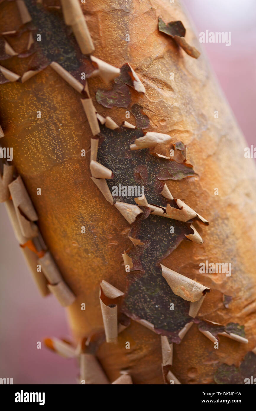 Peeling bark on a tree against pink background Stock Photo - Alamy