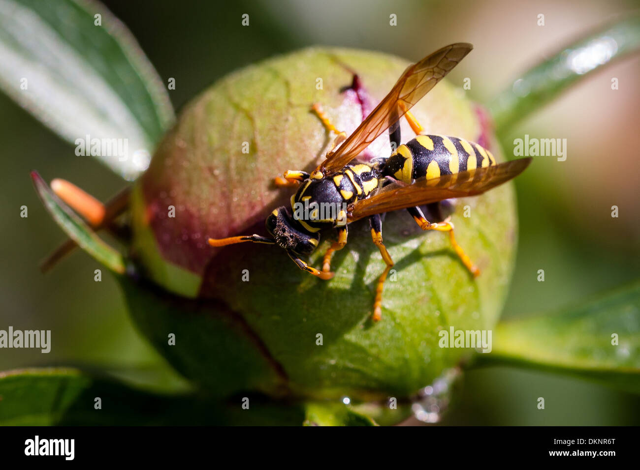 Bud pollination hi-res stock photography and images - Alamy