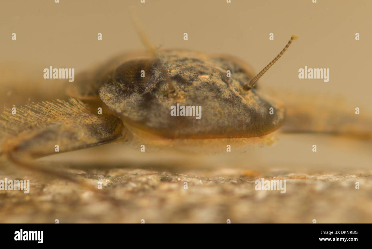 Mayfly head hi-res stock photography and images - Alamy