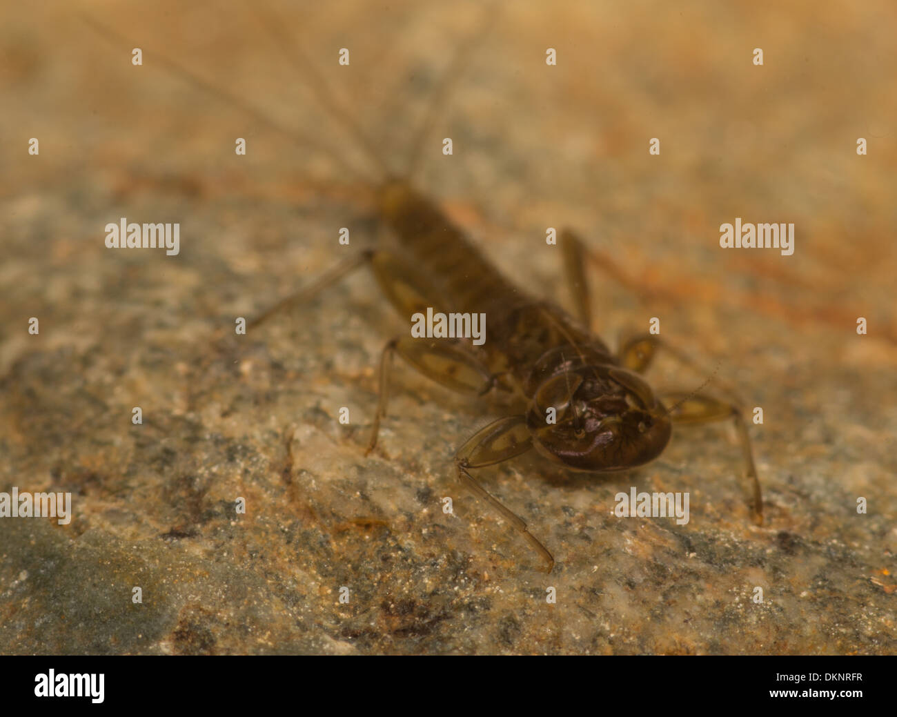Rhithrogena clinging mayfly nymph underwater photographed in ...