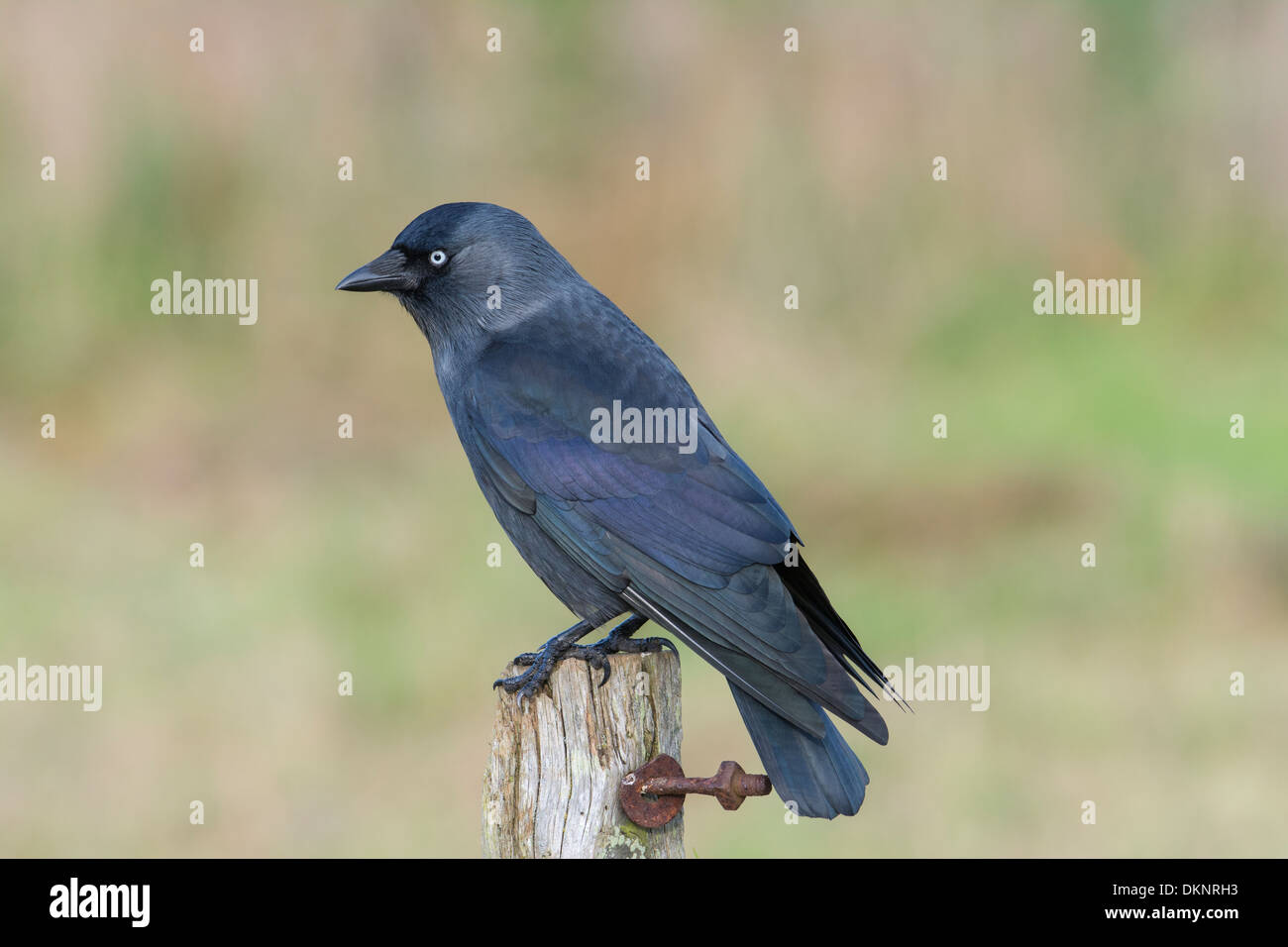Eurasian jackdaw hi-res stock photography and images - Alamy