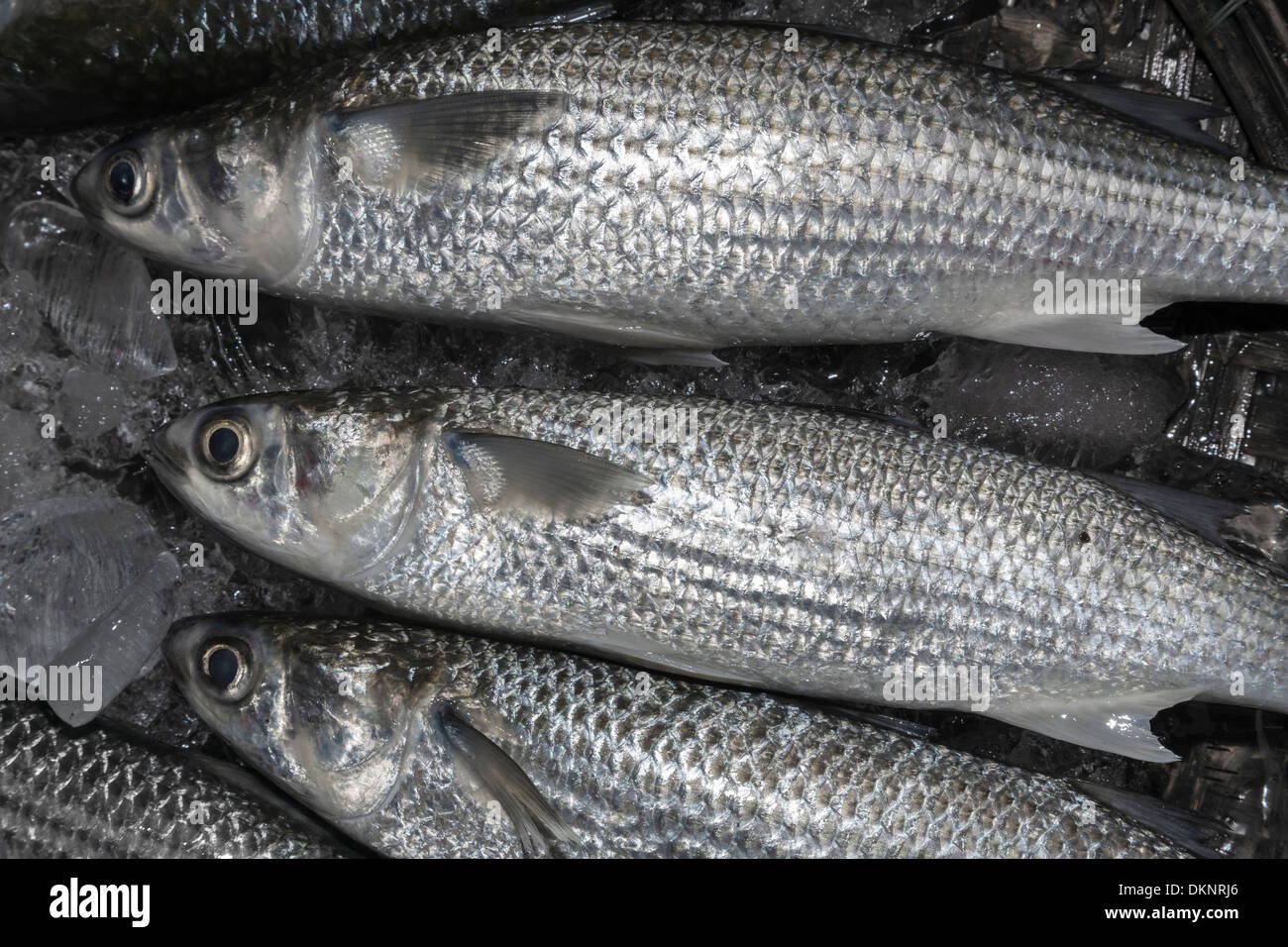 Vietnam, Hue, Dong Ba Market, fish Stock Photo - Alamy