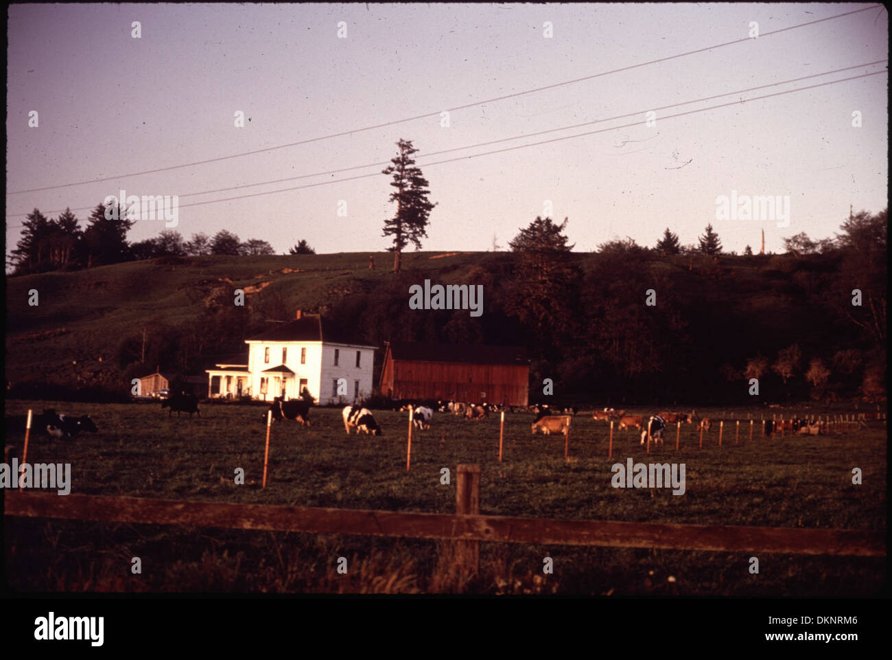 This image shows an organic farm that has been reclaimed from swamp ...
