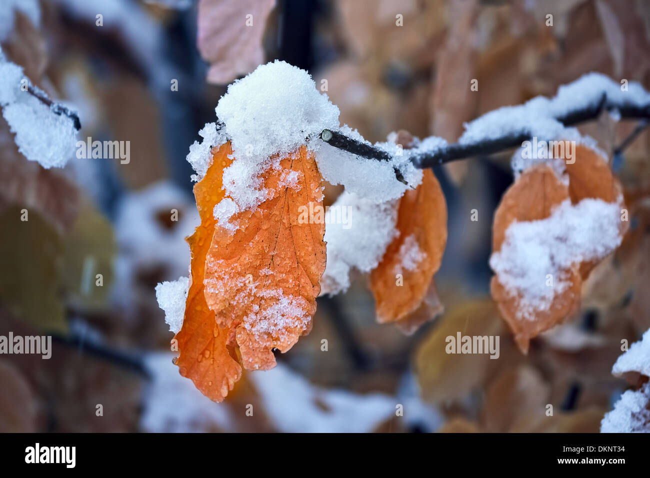 Frozen snow on twig hi-res stock photography and images - Alamy