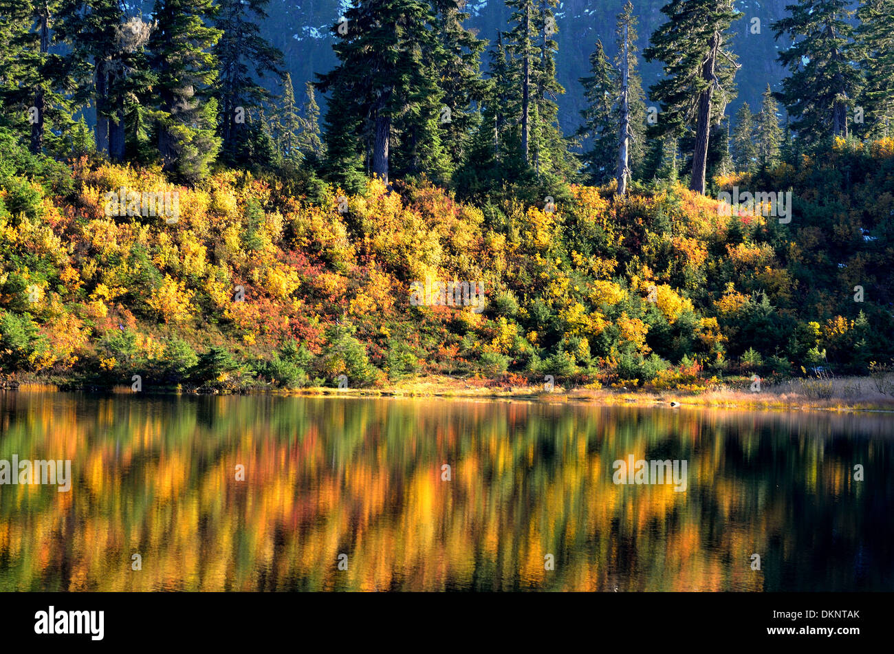 Water Reflection at Picture Lake in Washington State, USA Stock Photo ...