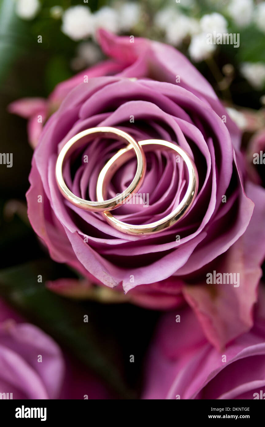 Wedding rings on rose flower Stock Photo - Alamy