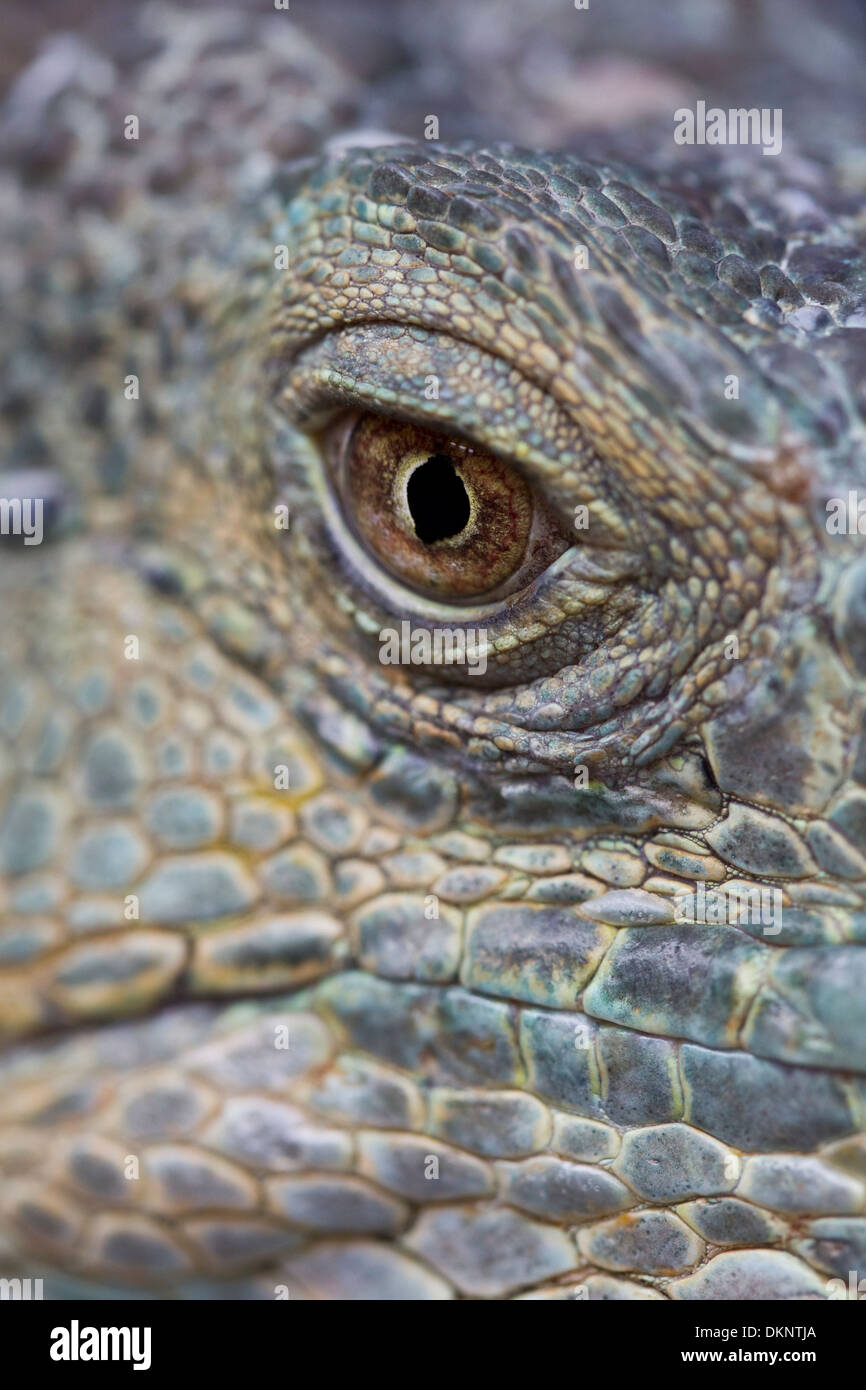 Iguana eye hi-res stock photography and images - Alamy