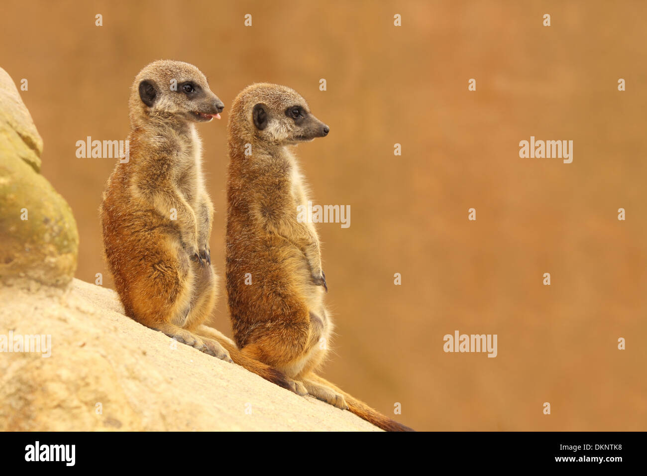 A Meerkat giving a funny look Stock Photo - Alamy