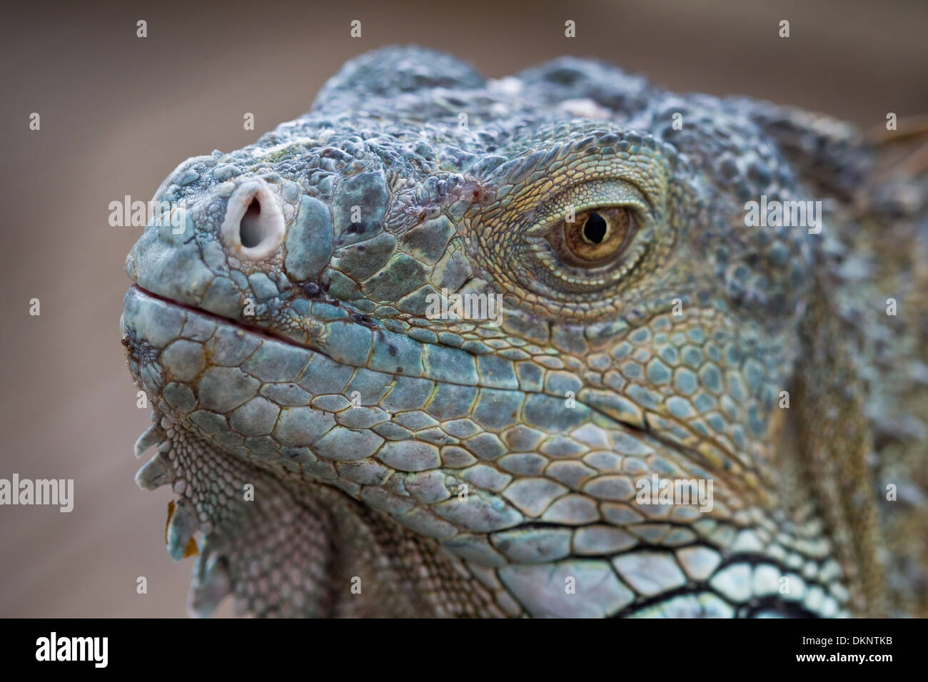 Iguana texture hi-res stock photography and images - Alamy