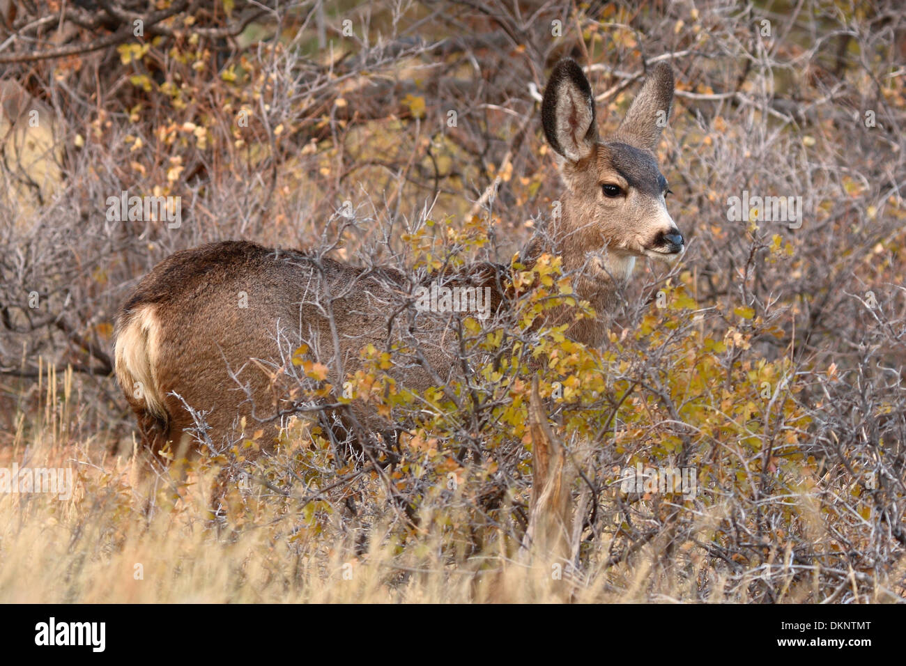 Yearling mule hi-res stock photography and images - Alamy