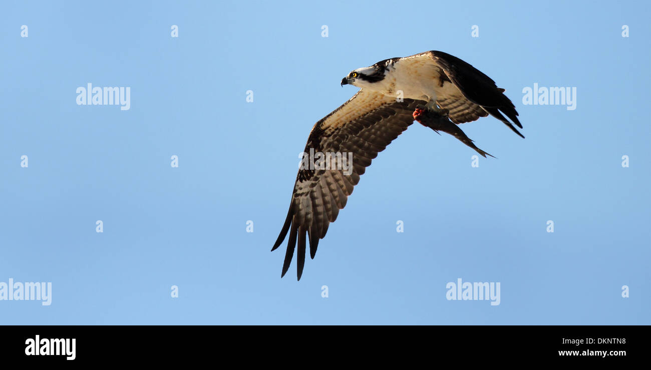 An Osprey flying with a fish back to its nest Stock Photo - Alamy