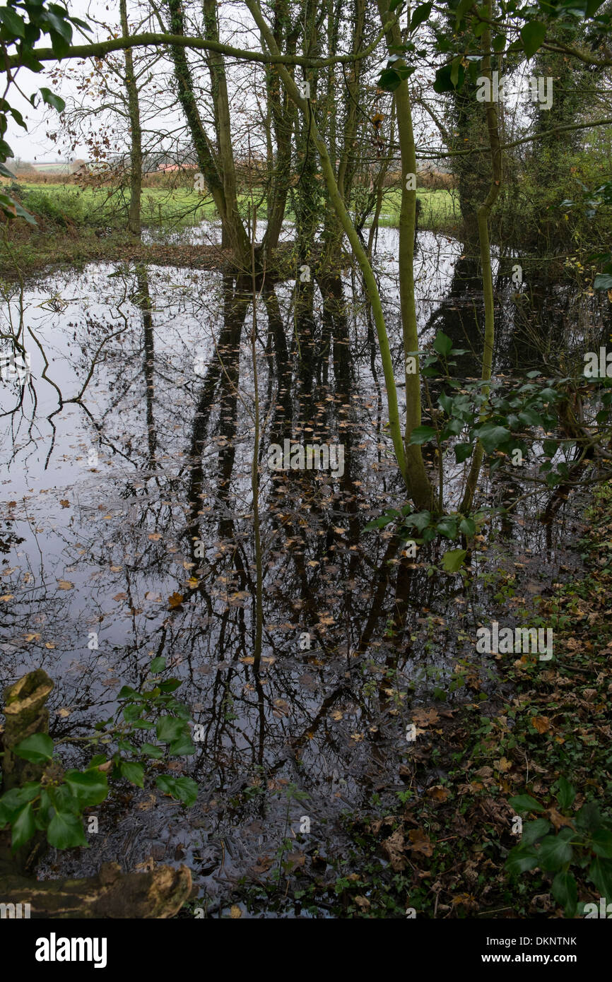 Full of trees hi-res stock photography and images - Alamy