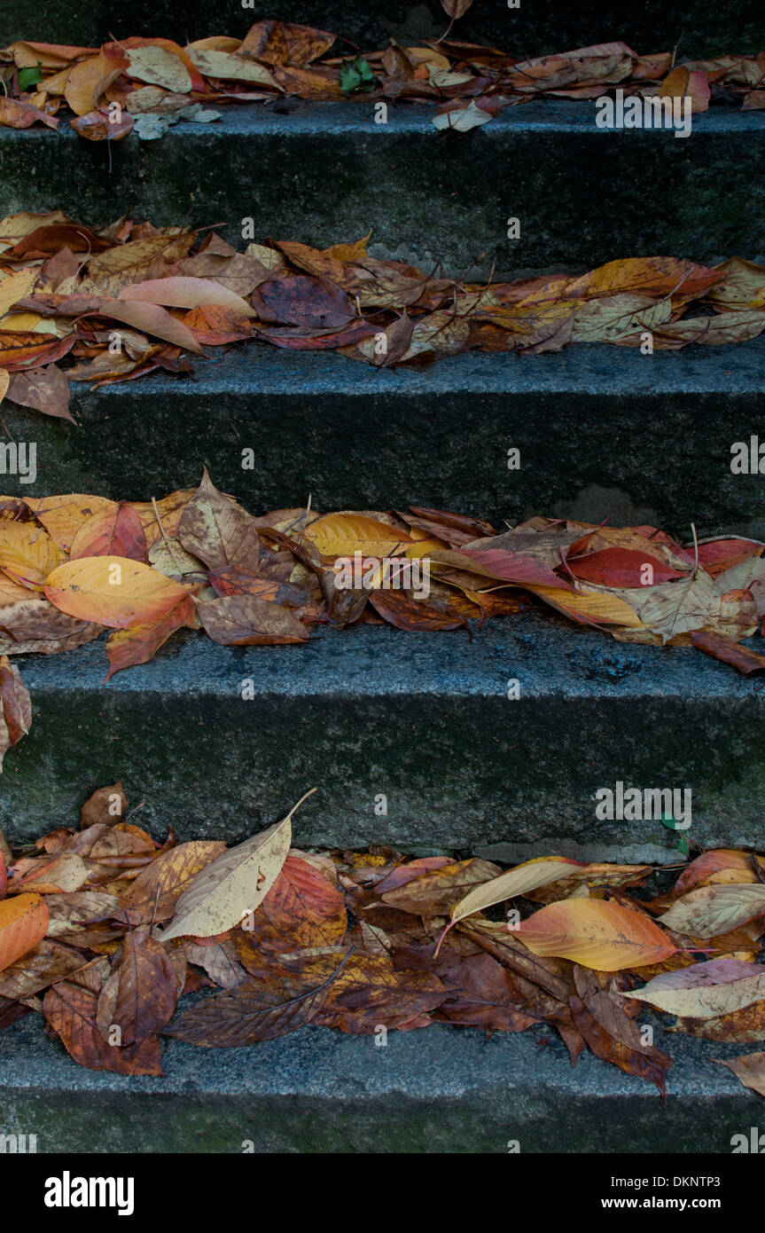 leaves on steps Stock Photo - Alamy