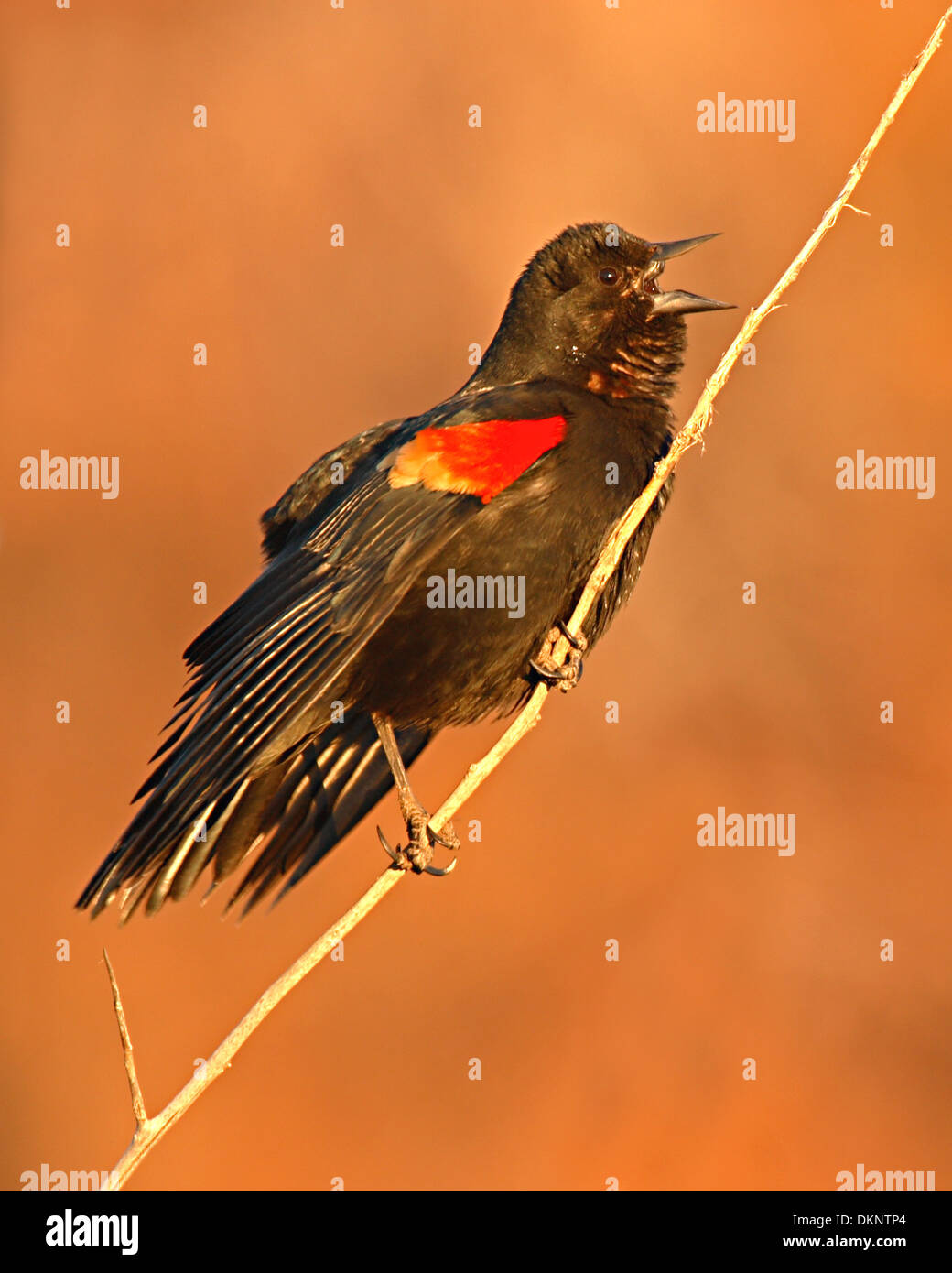 Best singing bird hi-res stock photography and images - Alamy