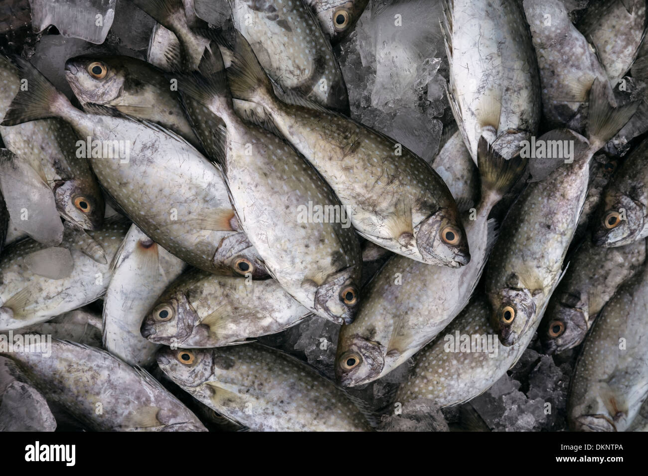 Market fish hi-res stock photography and images - Alamy
