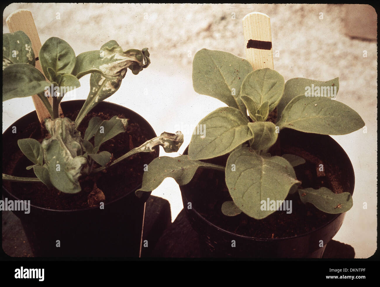 Smog damaged plants hi-res stock photography and images - Alamy