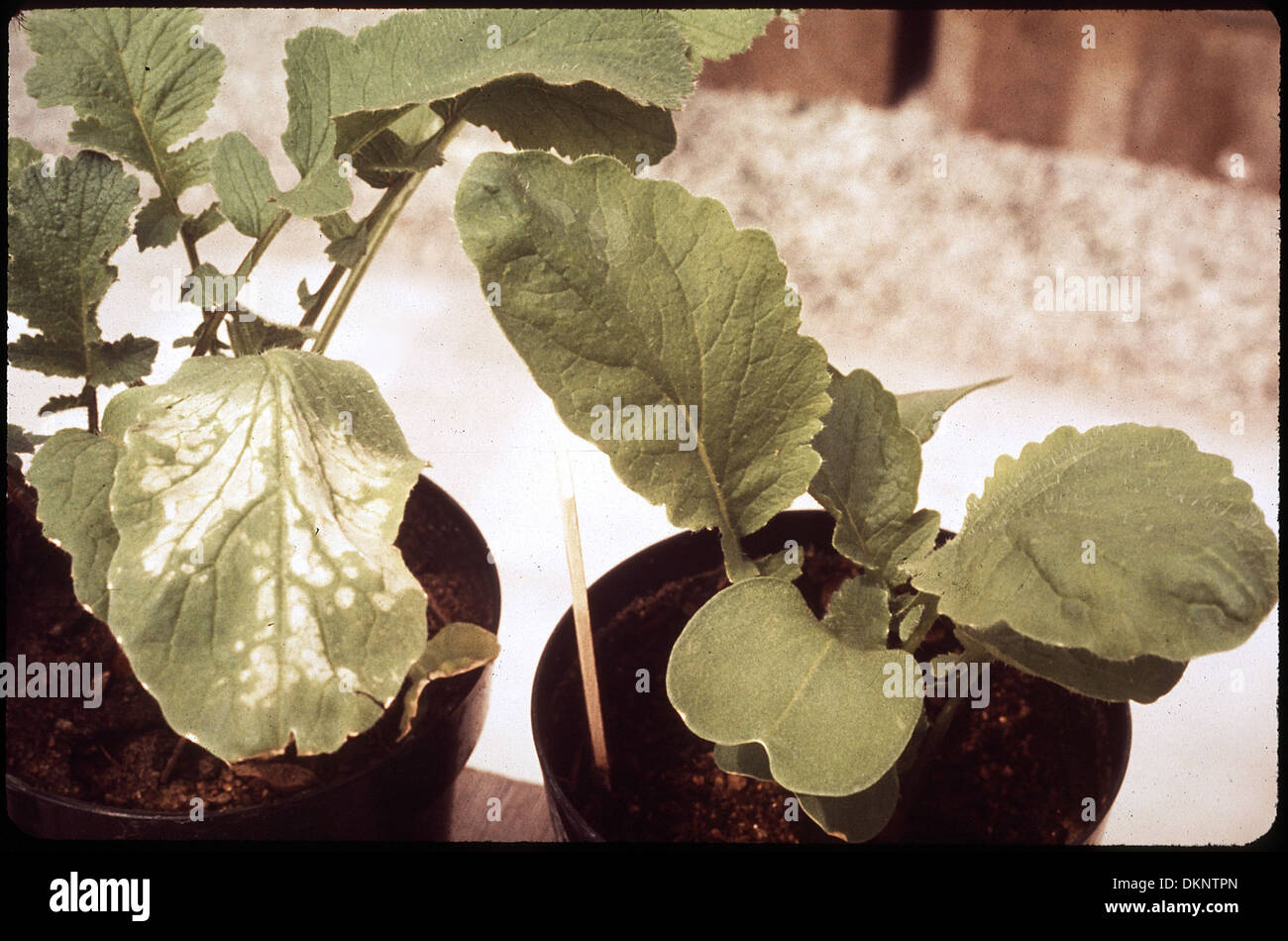 Smog damaged plants hi-res stock photography and images - Alamy
