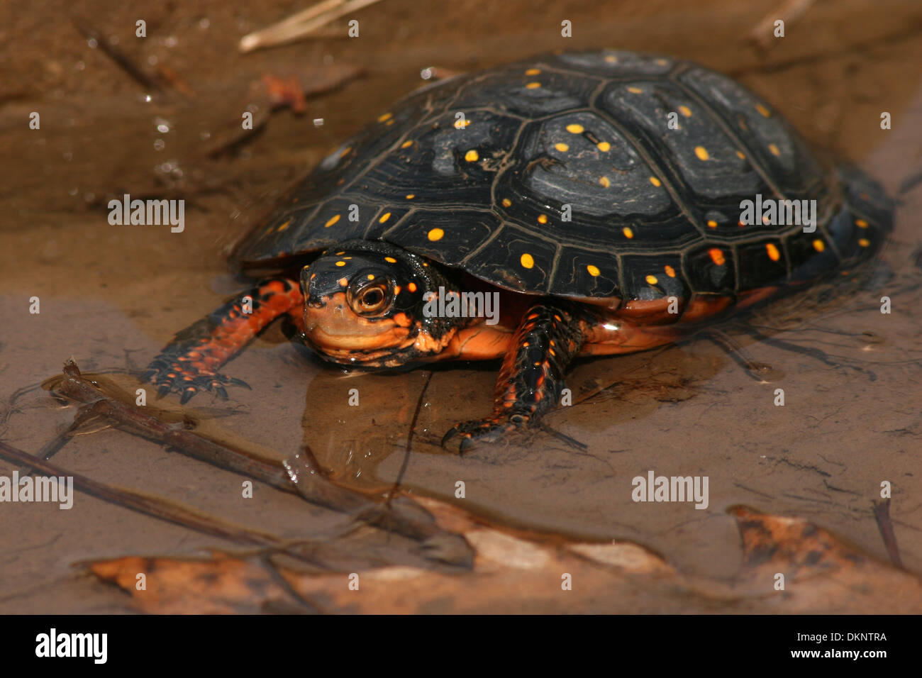 A Yellow-spotted Turtle with a hint of a smile Stock Photo - Alamy