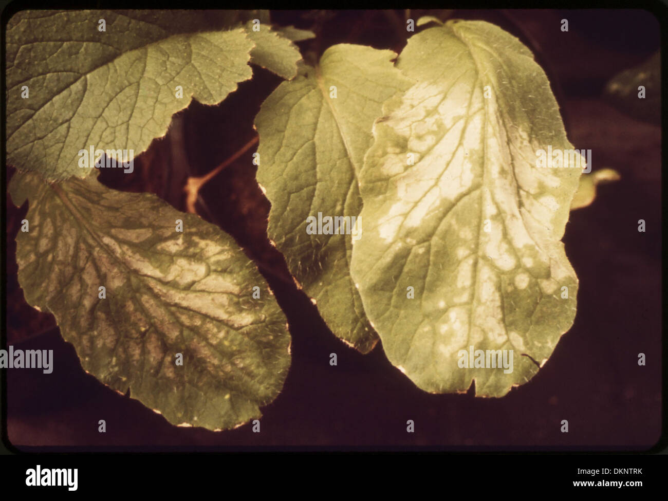 Smog damaged plant hi-res stock photography and images - Alamy