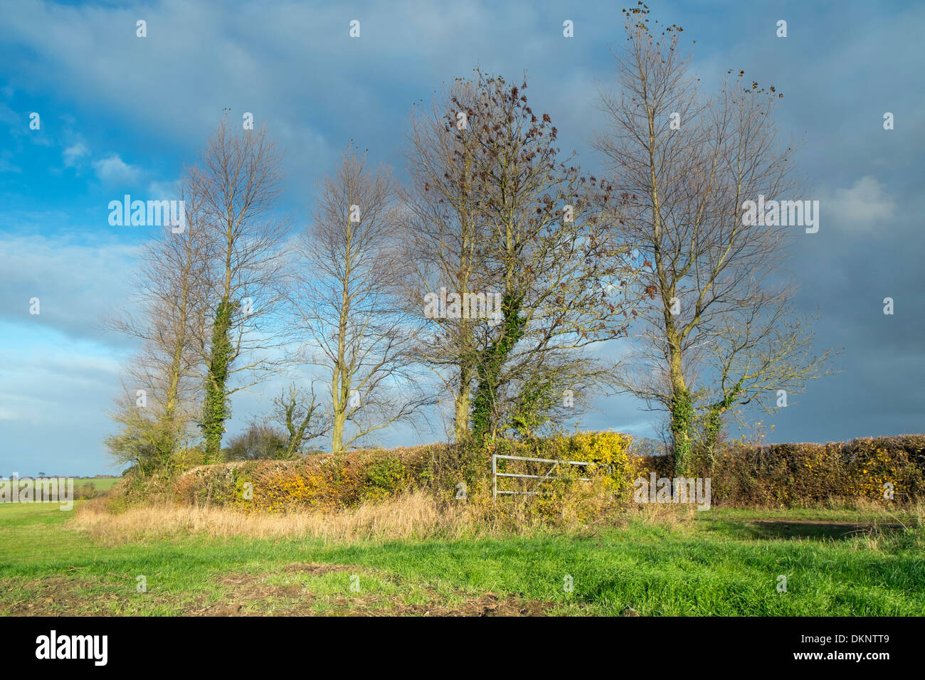Farmland with trees, hedges and farm gate Stock Photo - Alamy