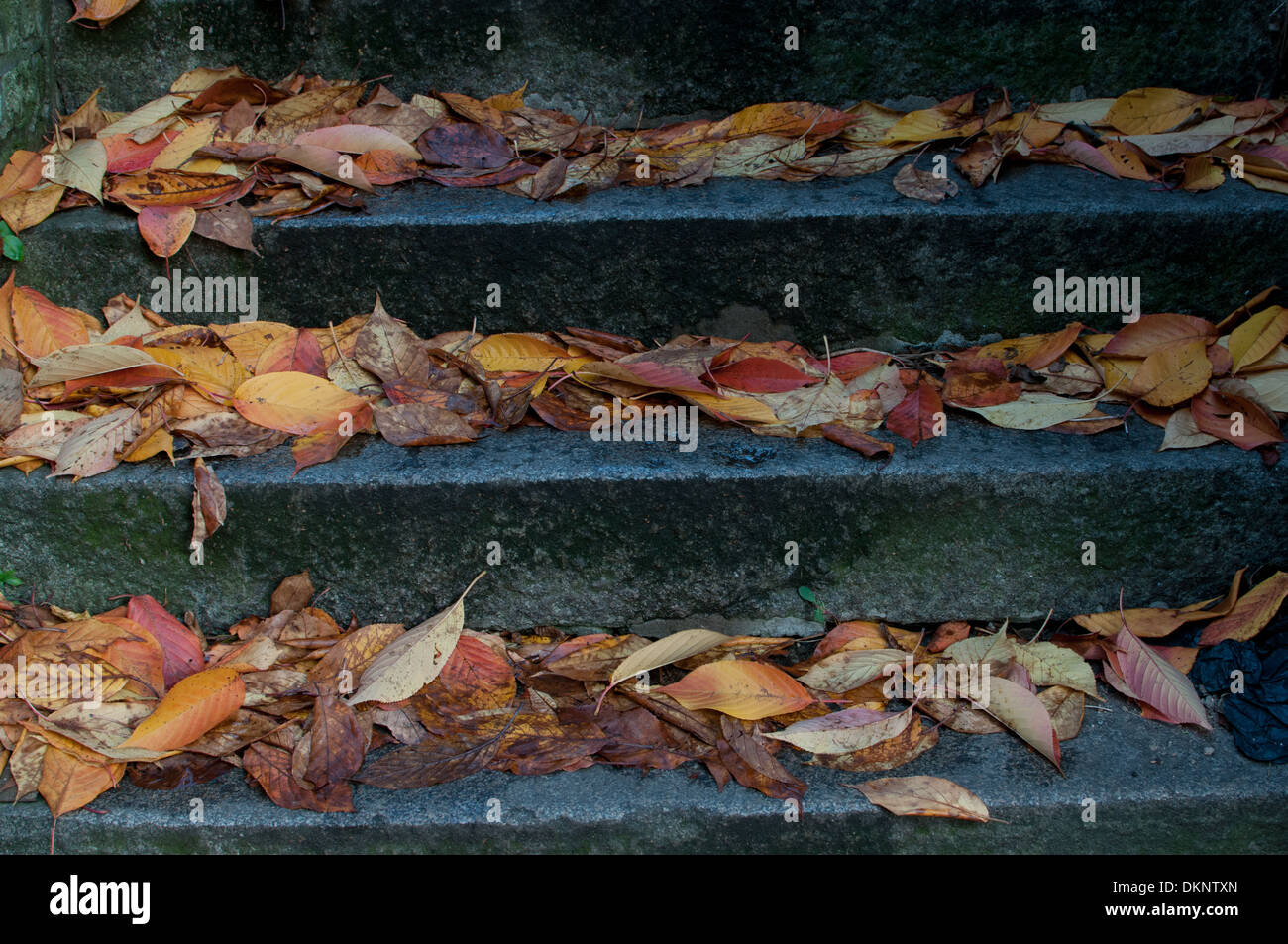 leaves on steps Stock Photo - Alamy