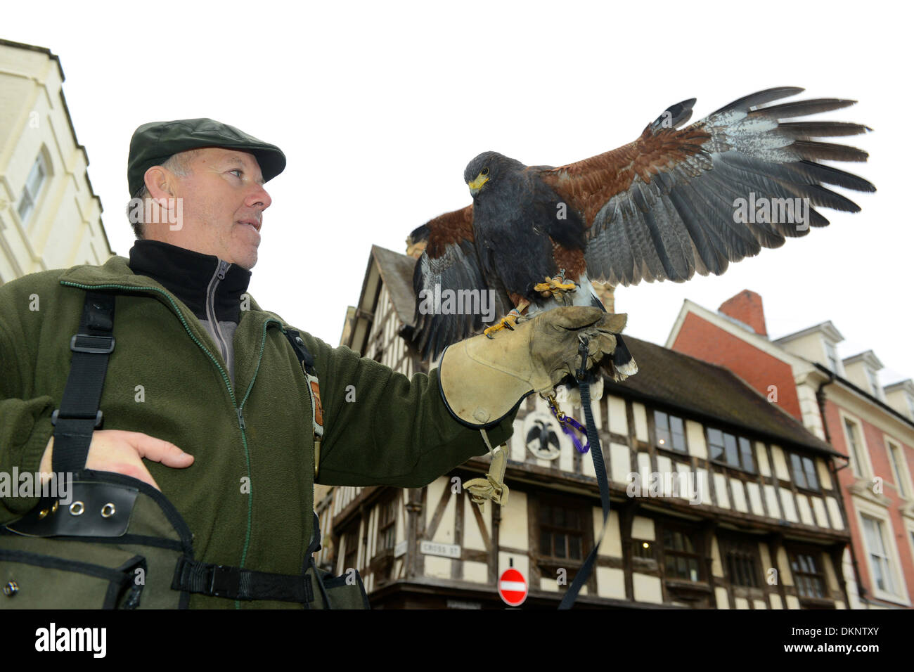 Harry Hamilton and his Harris Hawk 'Molly' on pigeon patrol in Oswestry ...