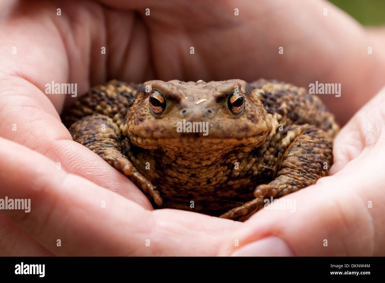 Toad in hand hi-res stock photography and images - Alamy