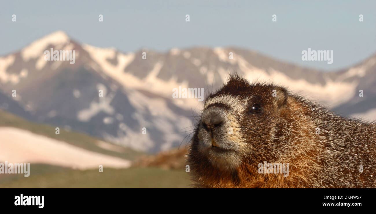 A Yellow-bellied Marmot against a Rocky Mountain backdrop Stock Photo ...