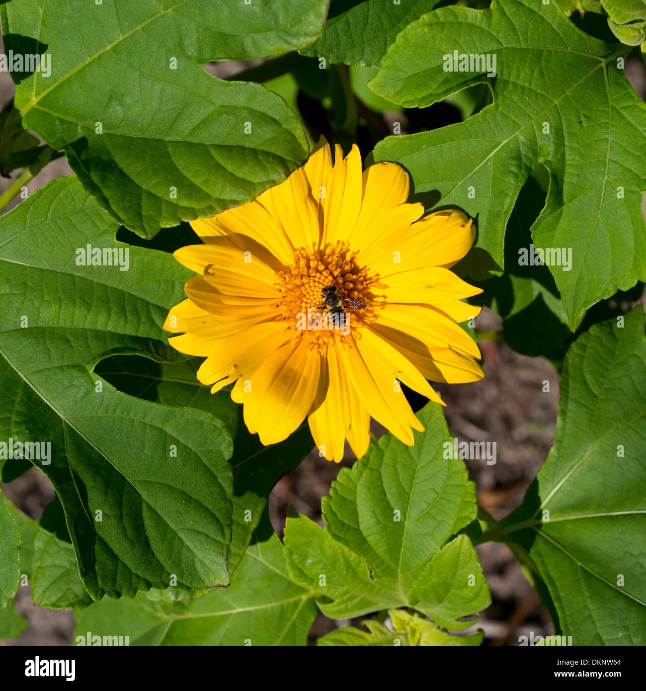 Sunflower with bug hi-res stock photography and images - Alamy