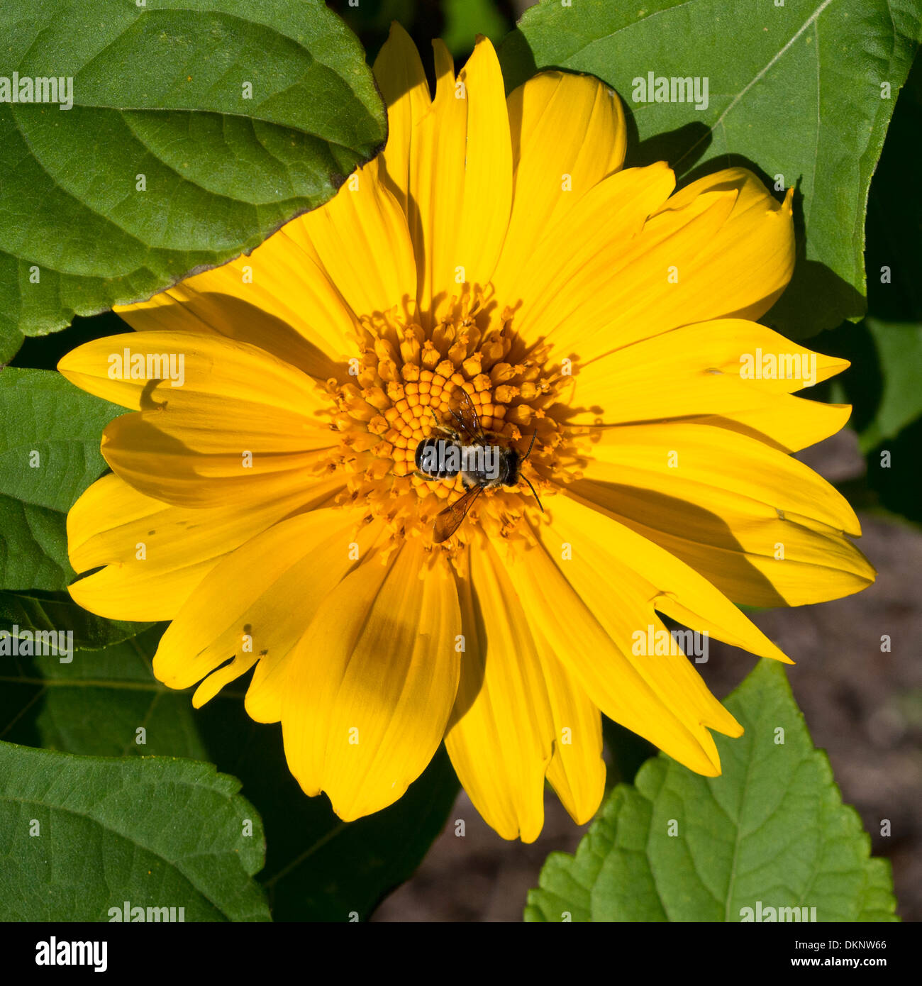 Sunflower with bug hi-res stock photography and images - Alamy