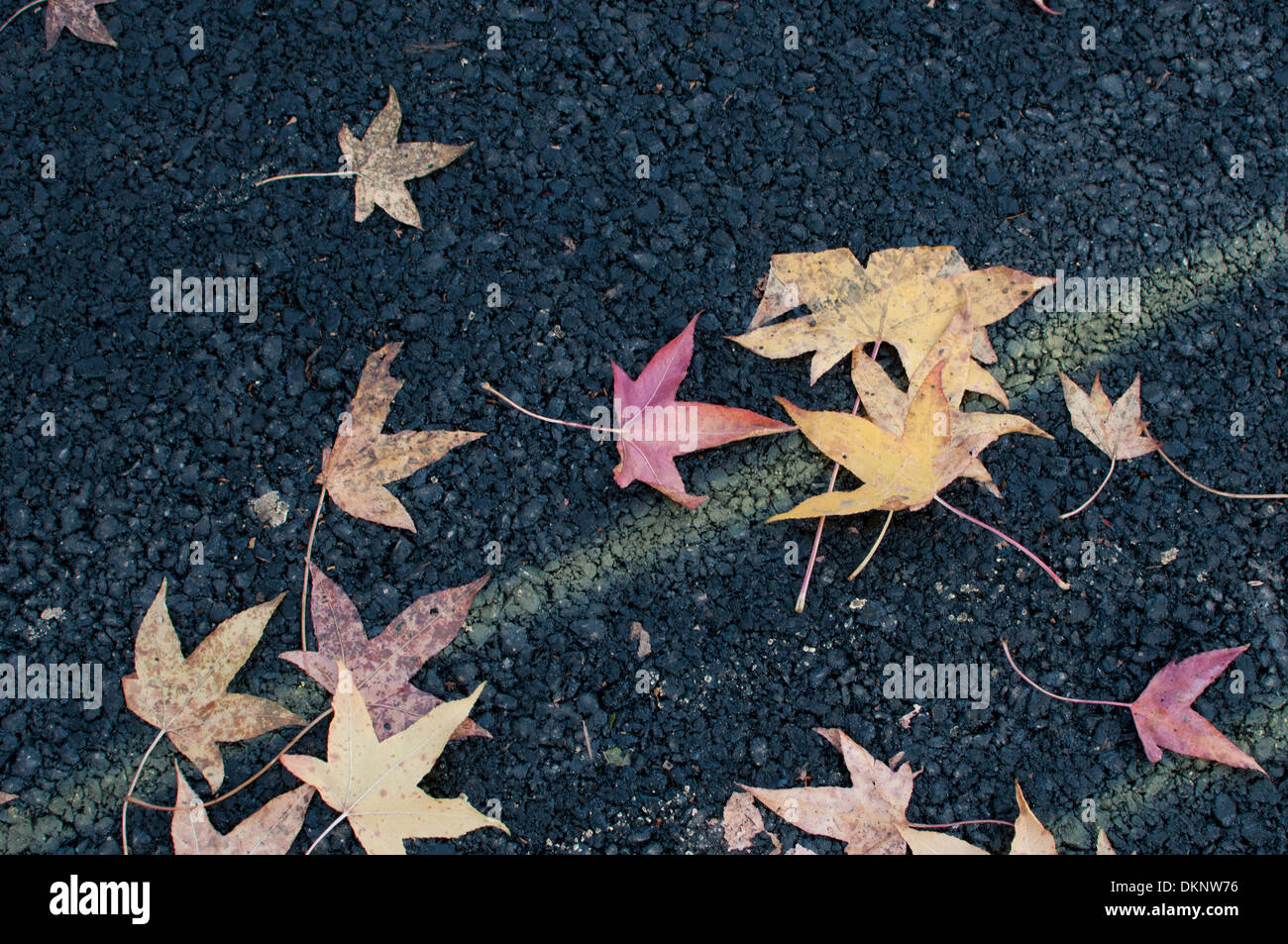 Scattering of leaves hi-res stock photography and images - Alamy