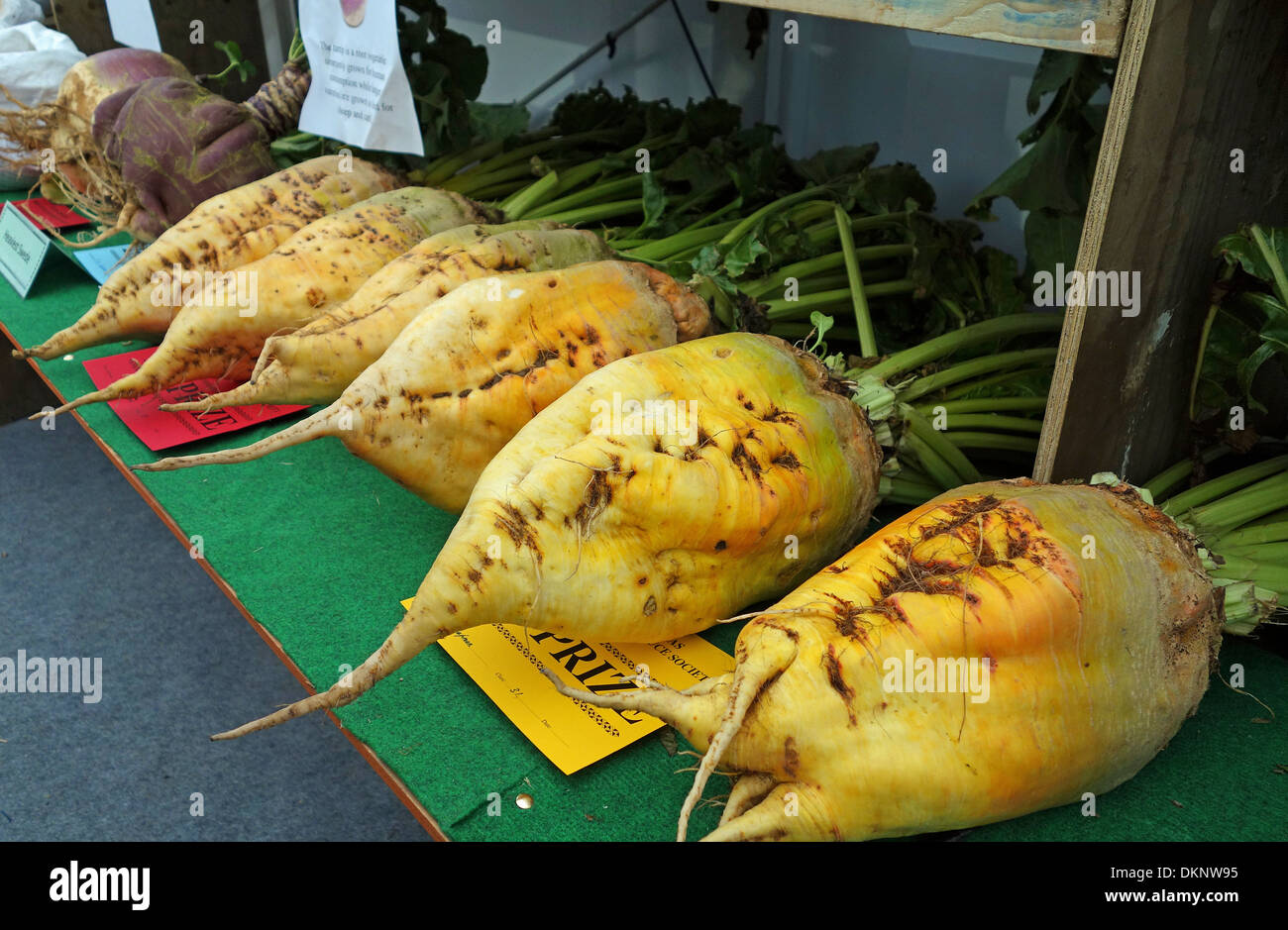 giant beets in a vegetable produce show Stock Photo - Alamy