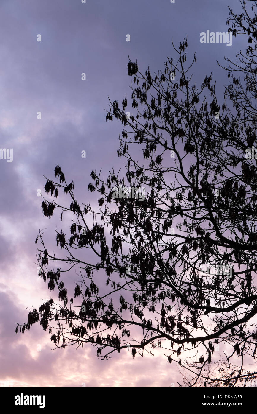 Ash tree silhouette hi-res stock photography and images - Alamy