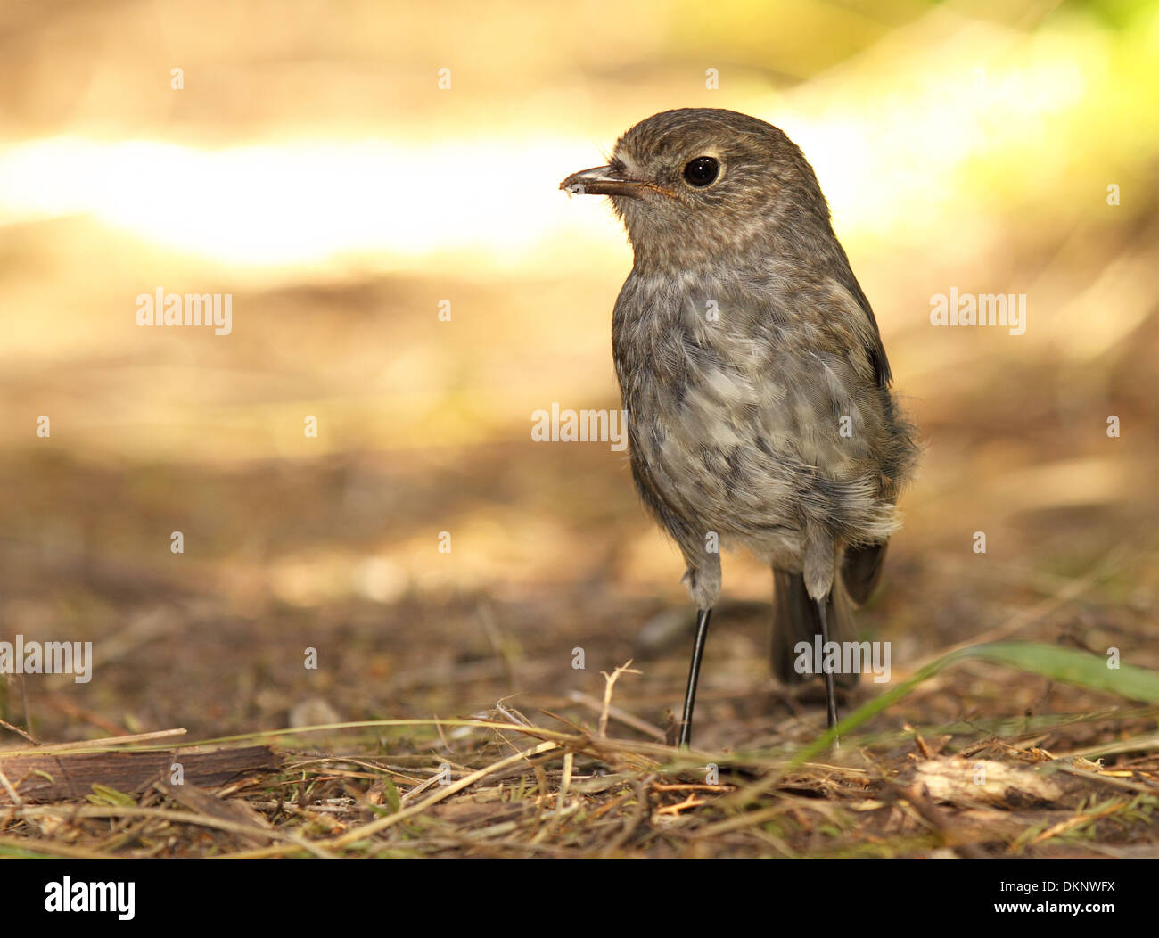 Endemic species new zealand hi-res stock photography and images - Alamy