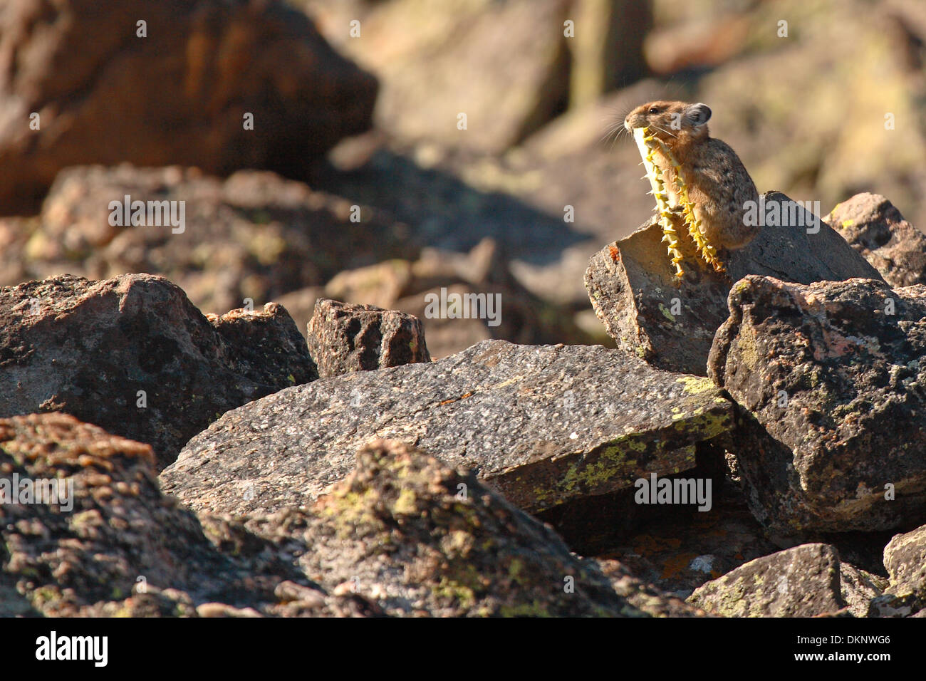 American pika food hi-res stock photography and images - Alamy