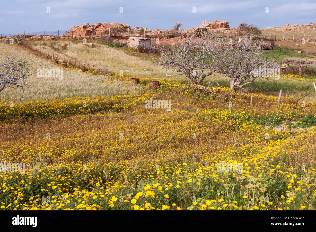 Africa apollonia arab world cyrenaica libya north africa susa hi-res ...