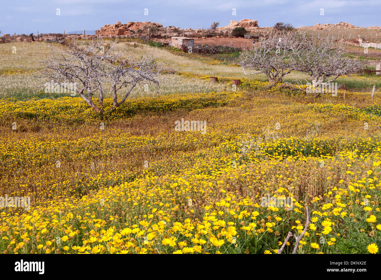 Africa apollonia arab world cyrenaica libya north africa susa hi-res ...