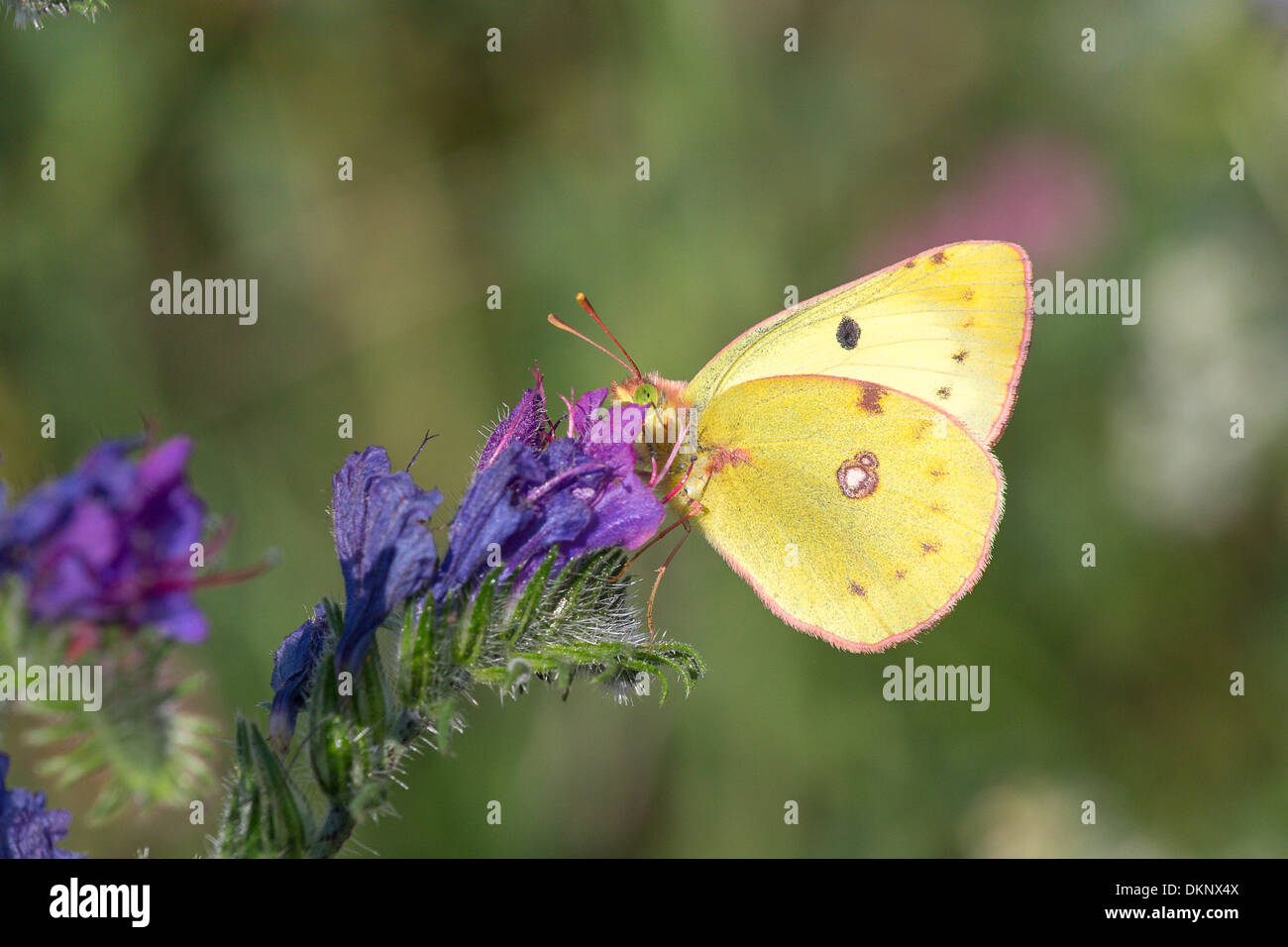 Berger's Clouded Yellow butterfly (Colias alfacariensis) nectaring in ...