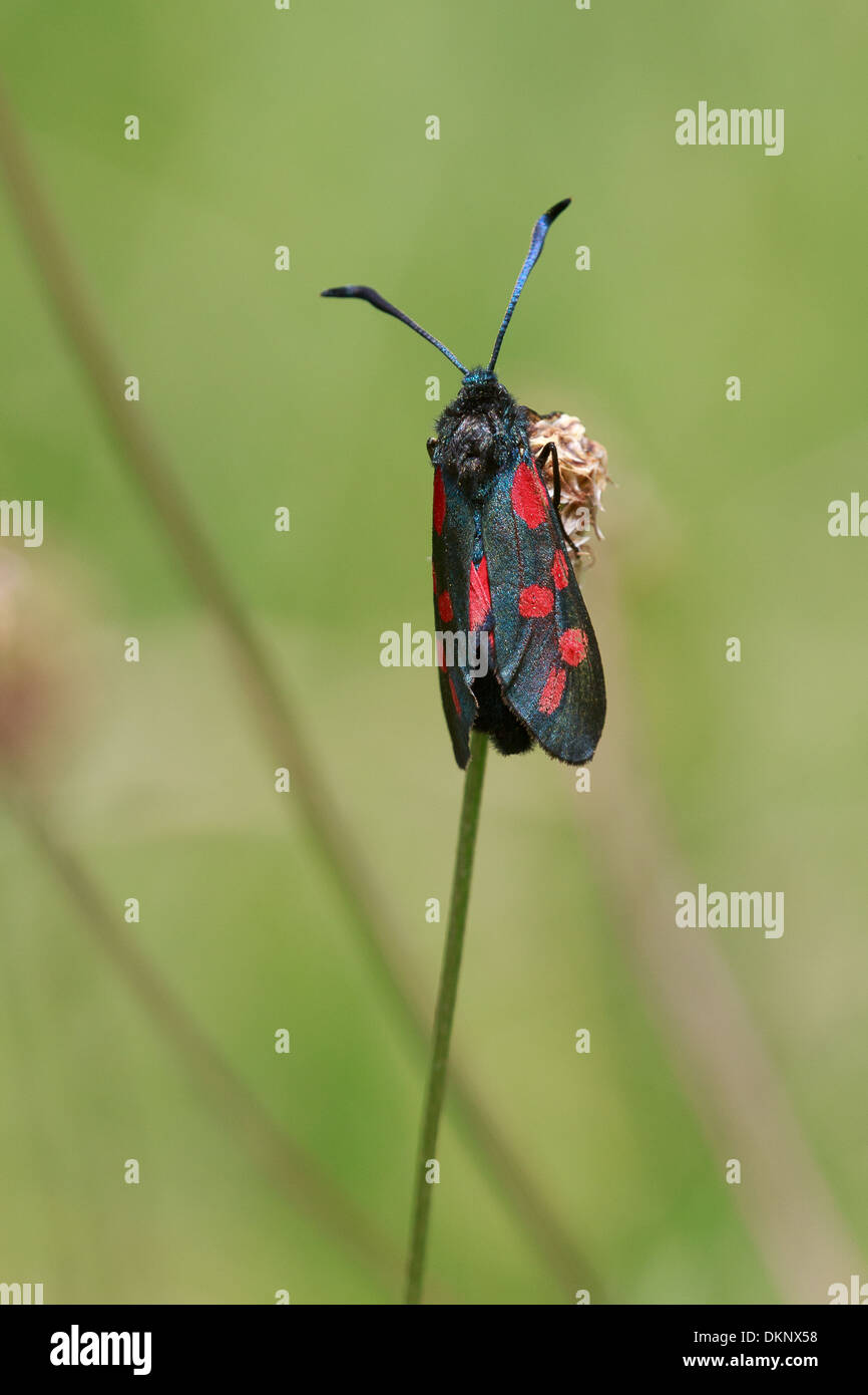 Sun moth hi-res stock photography and images - Alamy