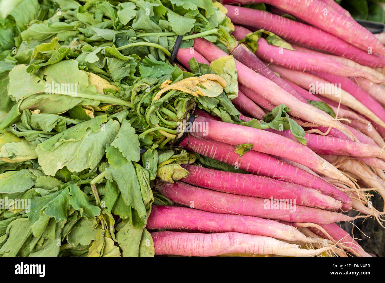 Libya, Tripoli. Radishes at a Roadside Fruit and Vegetable Market Stock ...