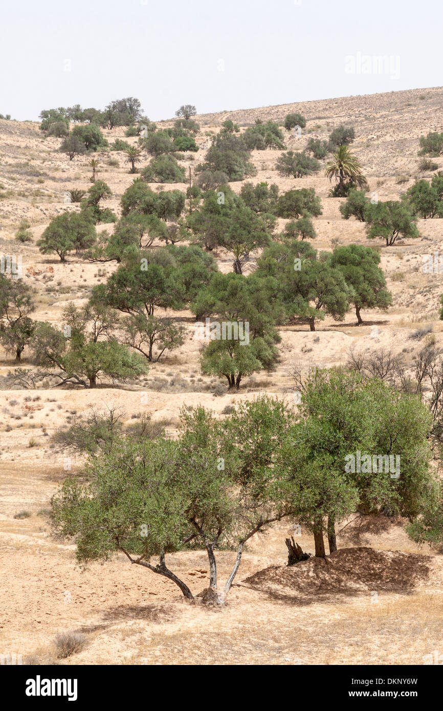 Libya. Olive Trees near Tarmeisa in the Jebel Nefusa. Note how berms ...