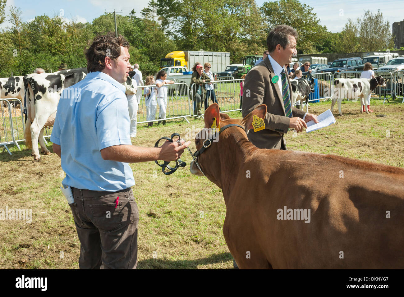 Judging cows at show Stock Photo - Alamy