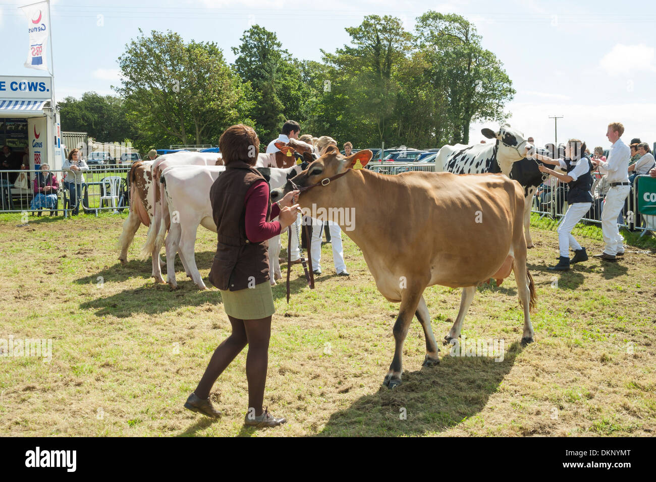 Judging cows at show Stock Photo - Alamy