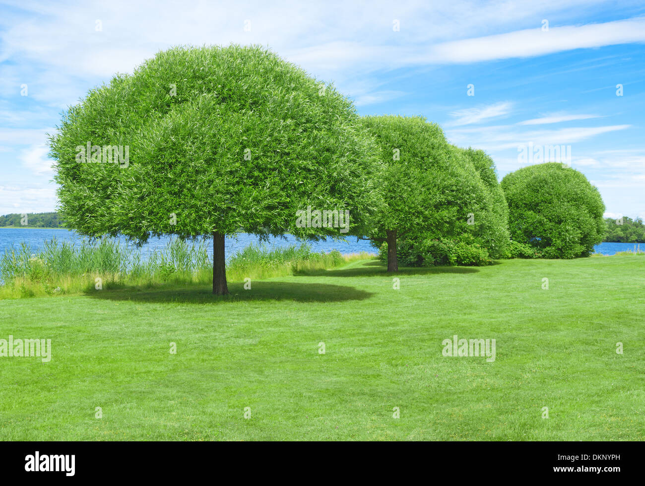 Spacious green lawn with beautiful trees on a lakeshore Stock Photo - Alamy