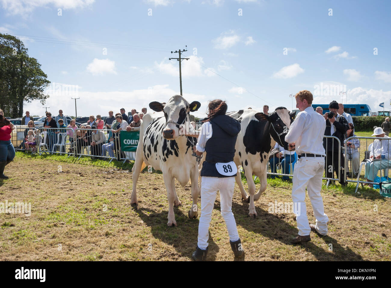Judging cows at show Stock Photo - Alamy