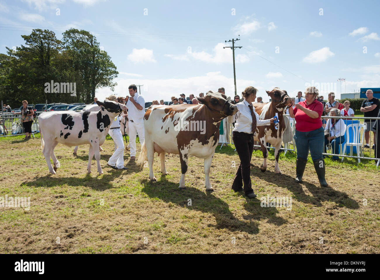 Judging cows at show Stock Photo - Alamy